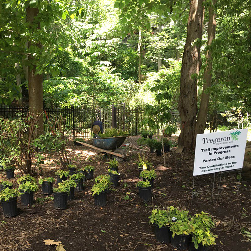 Current Projects - Tregaron Conservancy