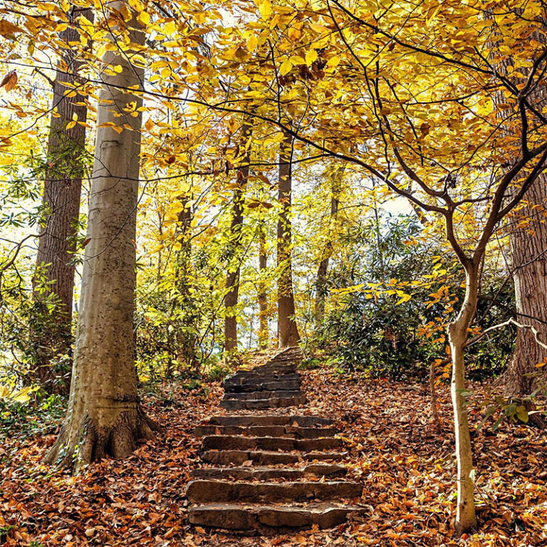Home - Tregaron Conservancy